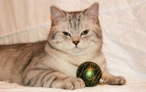 30+ Short-haired Cat Breeds (with explanations) - Murkote